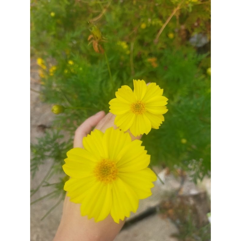 Jual Benih Bunga Cosmos Sulphureus Bunga Kenikir Cantik | Shopee Indonesia