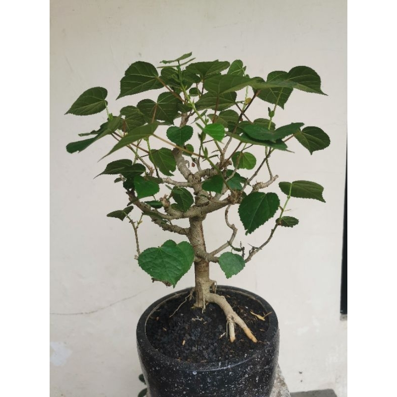 Jual Waru Lokal / Bonsai Waru / Small Bonsai | Shopee Indonesia