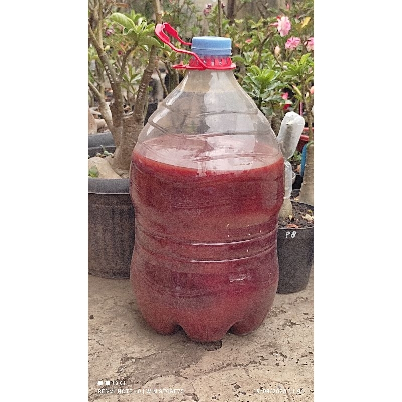 Jual PSB ( photosynthetic bacteria / fotosintesis bakteri ) 1 liter ...