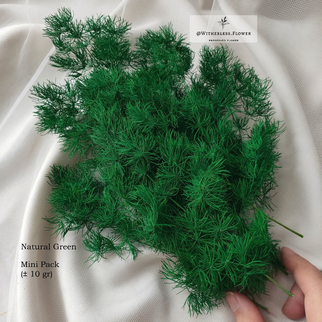 Jual 10 gr Preserved Asparagus / Dried Flower Awetan / Bunga Kering ...