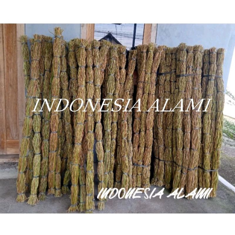 Jual AKAR MANON ISI 100 PANJANG 150 CM AKAR MANON 1 IKAT 100 BATANG ...