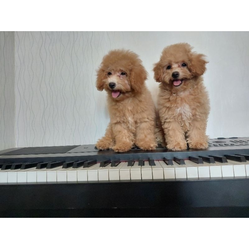 Jual JUAL ANJING POODLE PUPPY JANTAN APRICOT STAMBUM MIKROCHIP | Shopee ...