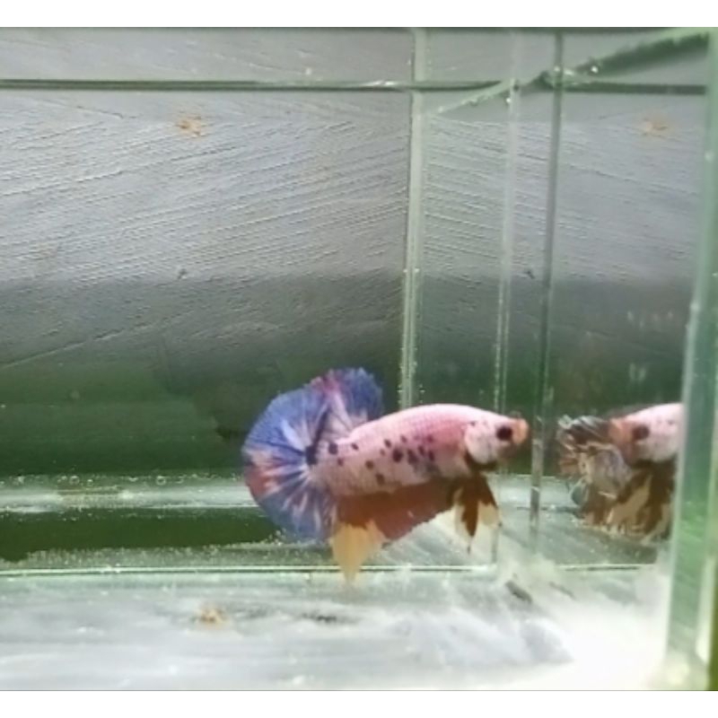 Jual Ikan Cupang HMPK Multi Colour jantan M+ | Shopee Indonesia