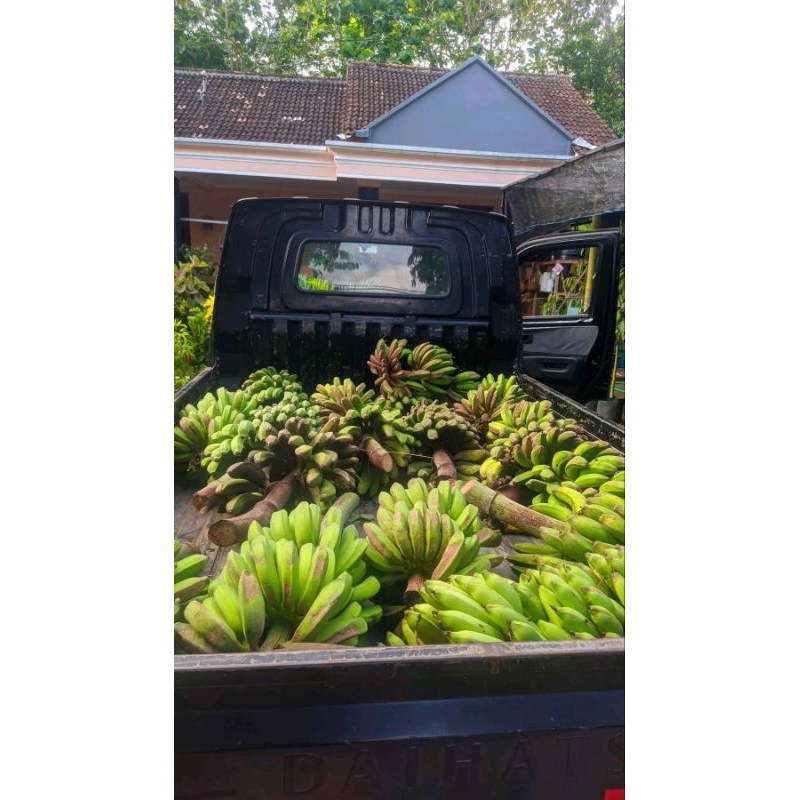 Jual Pisang raja ijo tua di pohon 1 sisir fresh | Shopee Indonesia
