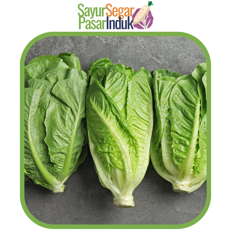 Jual Lettuce Romaine mulai 250 gr Sayur Segar Pasar Induk | Shopee Indonesia