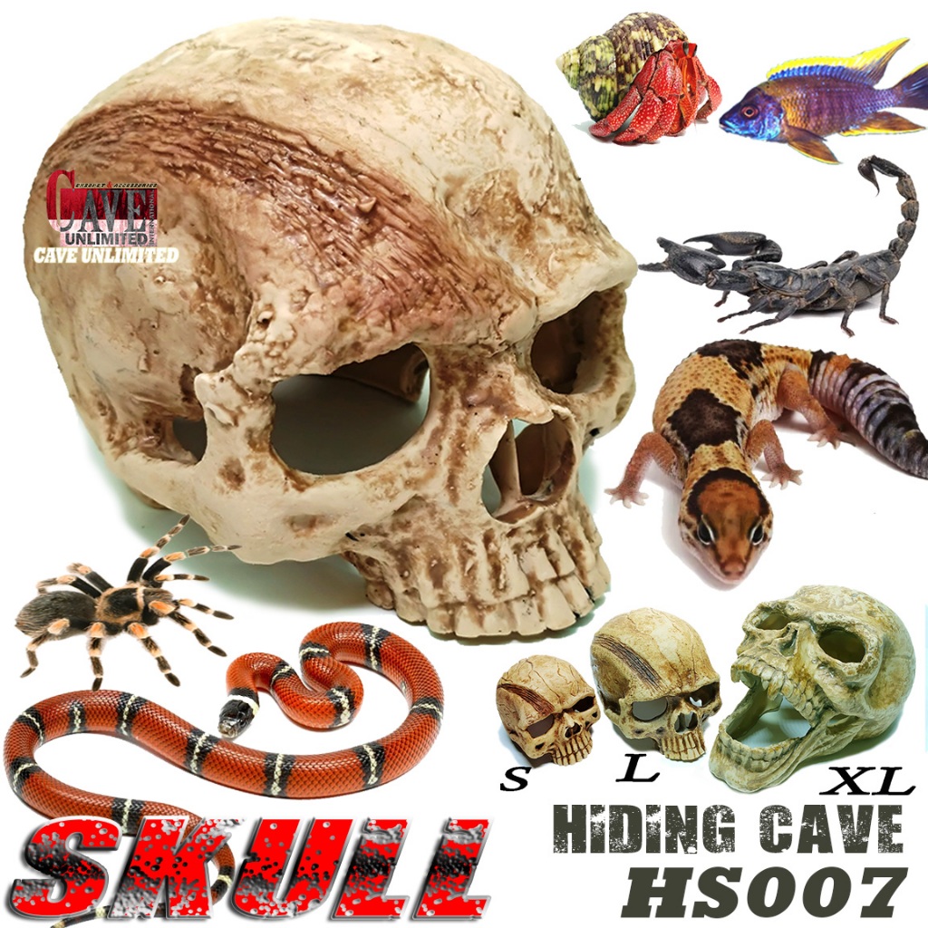 Jual HS007M HIDING SKULL TENGKORAK KEPALA ORANG KERANGKA MANUSIA HUMAN ...