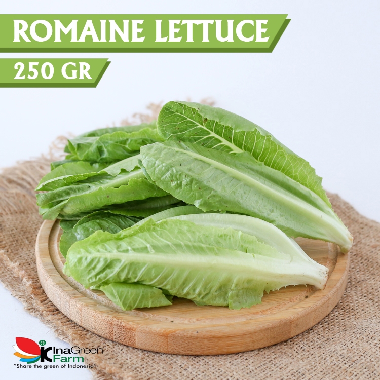 Jual Inagreen Farm Bandung Sayur Romaine Lettuce Organik 250 Gram | Shopee Indonesia