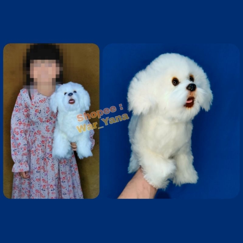 Jual Boneka Anjing Bichon Frise Import Jepang Original Plush Stuffed ...