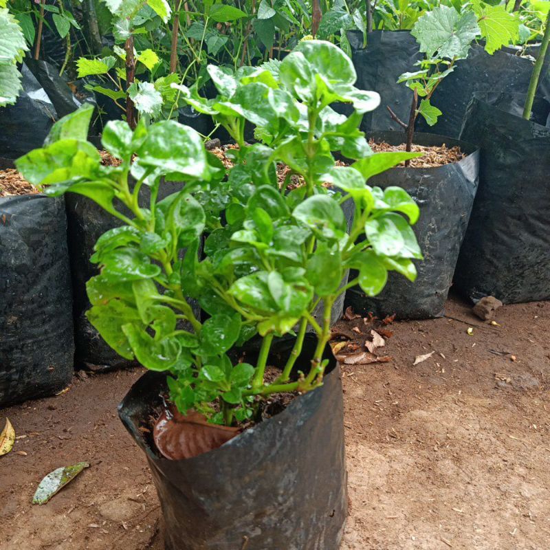 Jual stek bibit bayam Brazil sudah berakar rimbun | Shopee Indonesia