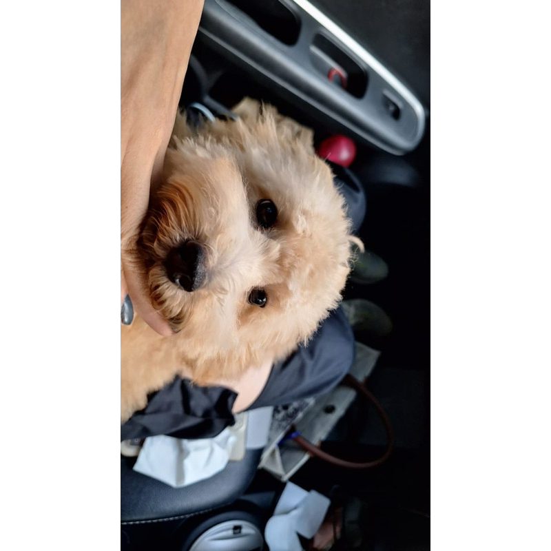 Jual Puppy Poodle Fawn ,Stambum + Vaksin ( Size Kecil ) | Shopee Indonesia