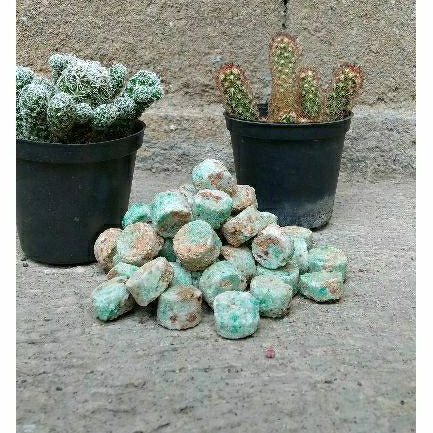 Jual Pupuk Npk Tablet Shopee Indonesia