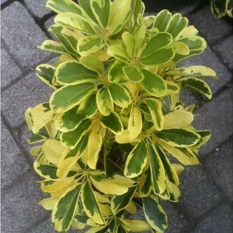 Jual Tanaman hias walisongo mini hijau kuning | Shopee Indonesia