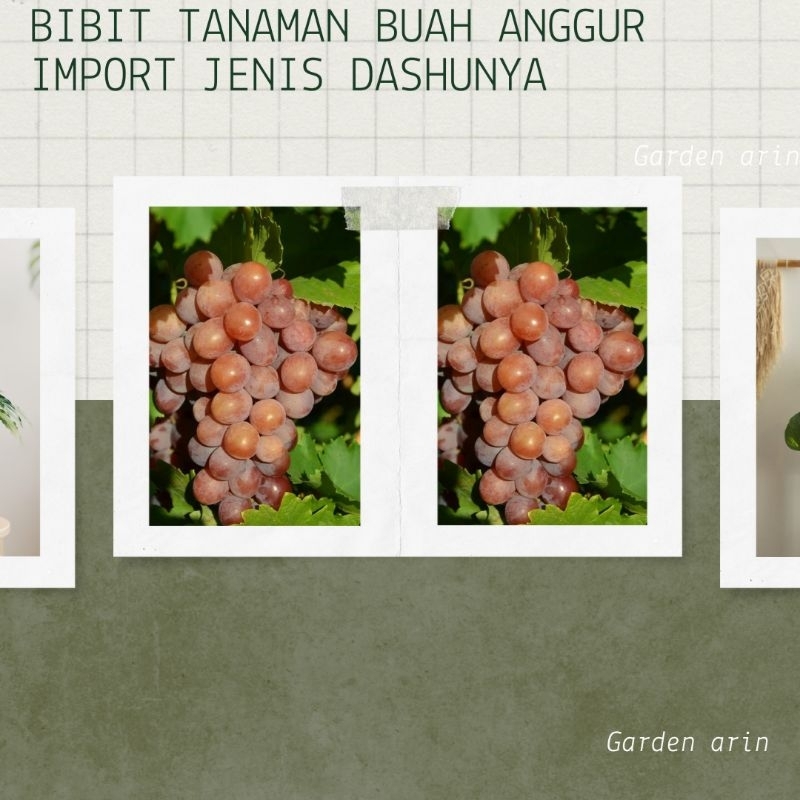 Jual Bibit Tanaman Buah Anggur Import Grafting Jenis Dashunya | Shopee ...