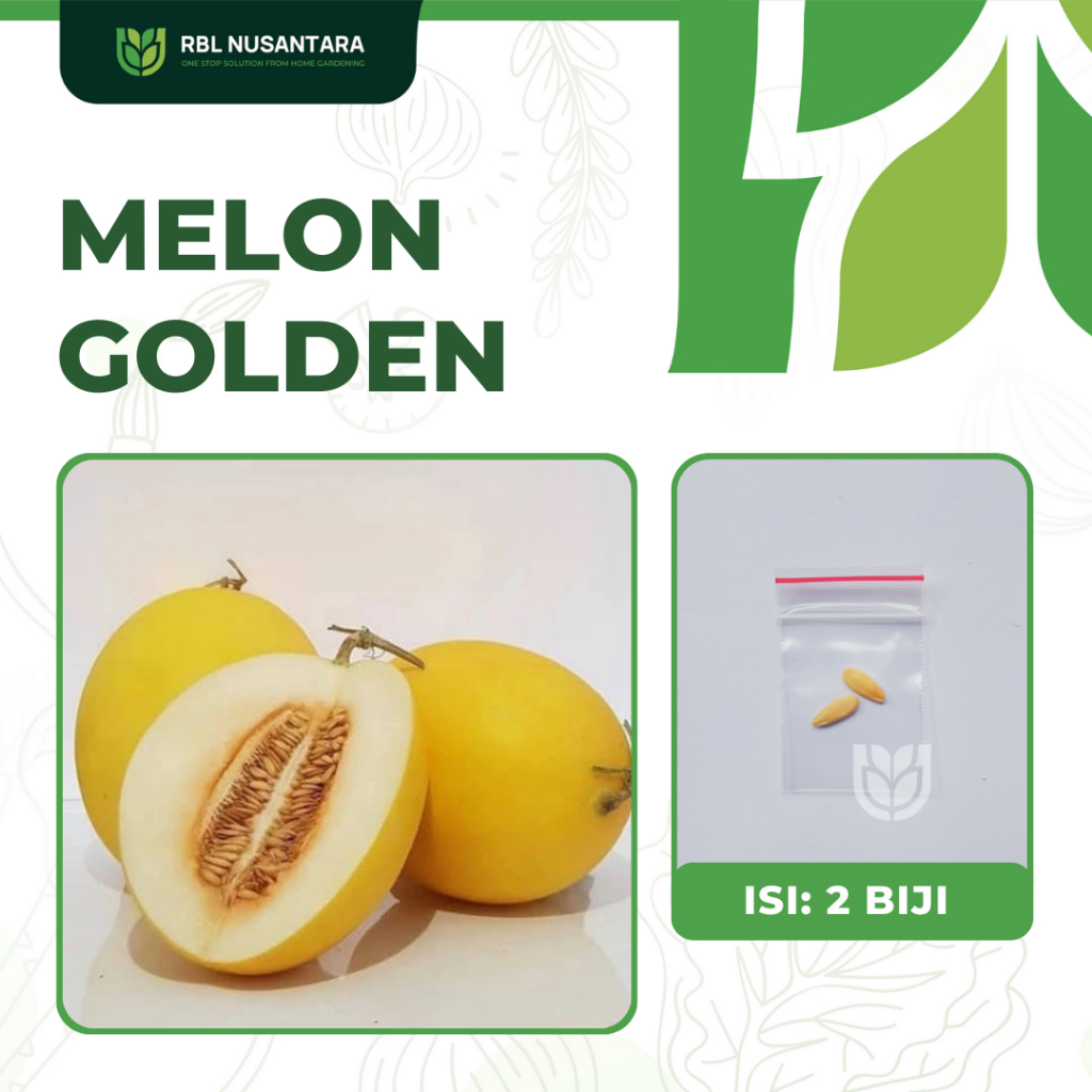 Jual 2 Benih Melon Golden F1 Hibrida Eksis tanaman Buah Melon Kuning ...