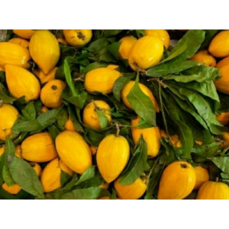 Jual BUAH ALKESA SAWO MENTEGA isi 500g | Shopee Indonesia