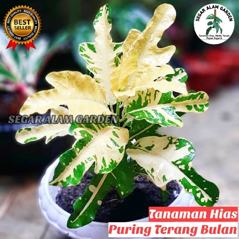 Jual Tanaman Hias Puring Terang Bulan | Shopee Indonesia
