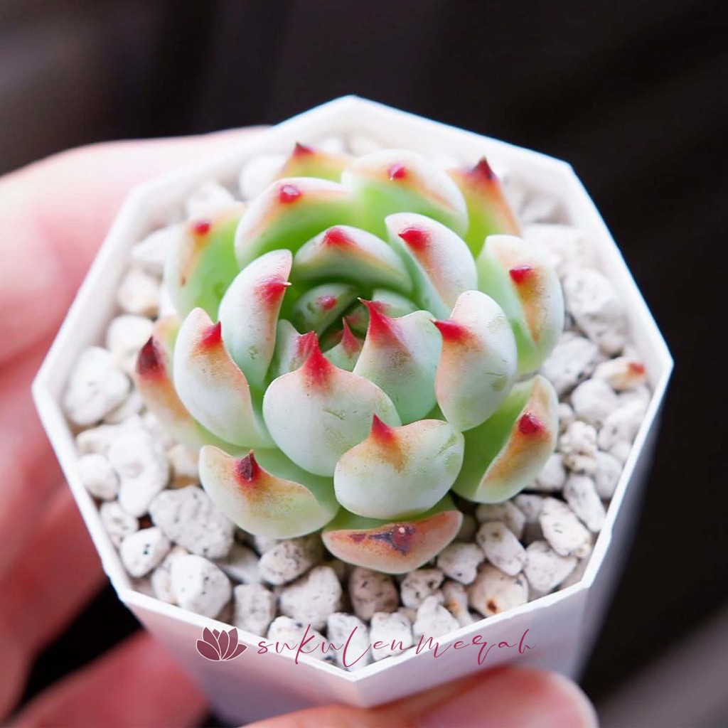 Jual echeveria chihuahuaensis sukulen chihuahua kaktus sekulen mini ...