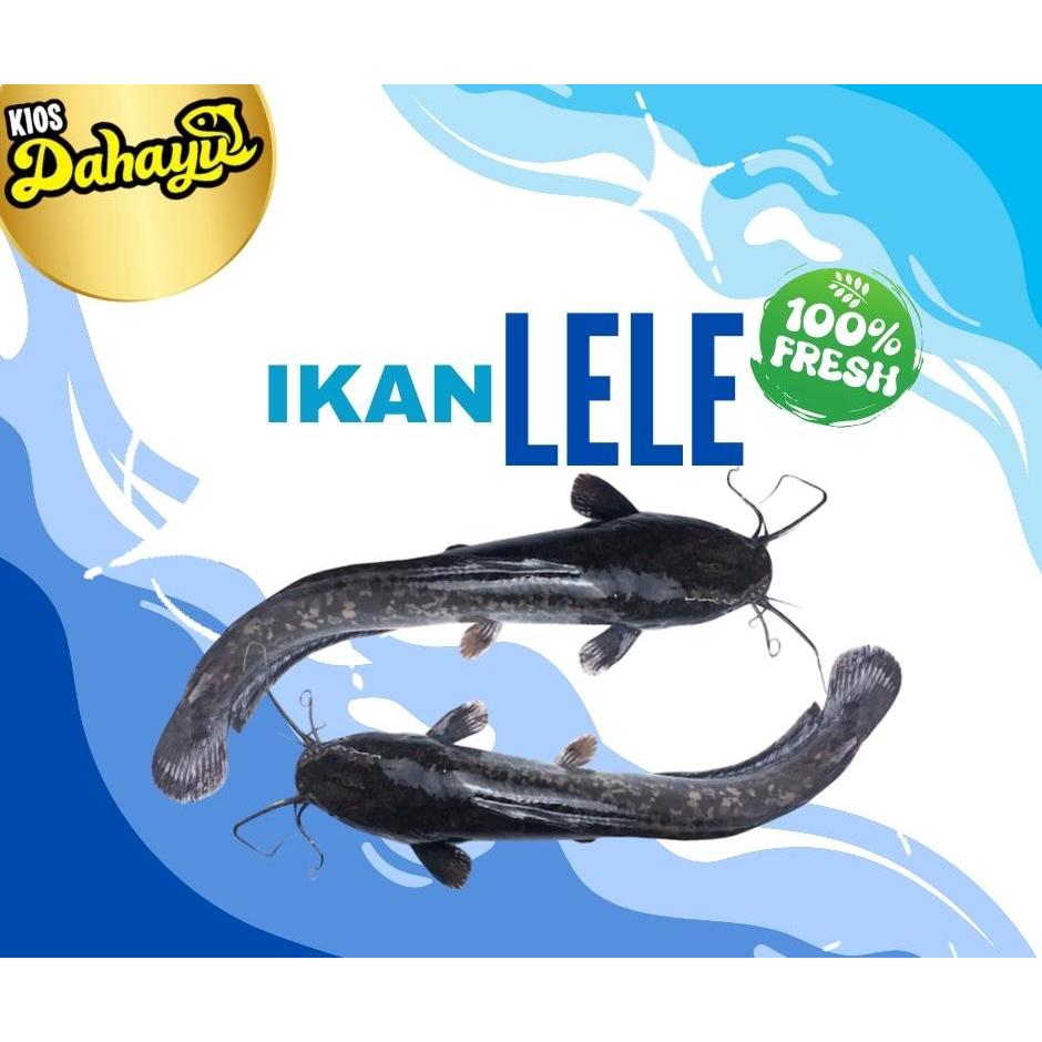Jual Ikan Lele Segar 1kg | Shopee Indonesia