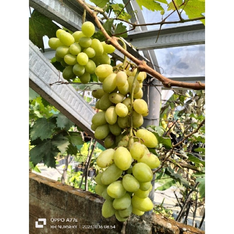 Jual anggur import dixon beery super jumbo | Shopee Indonesia