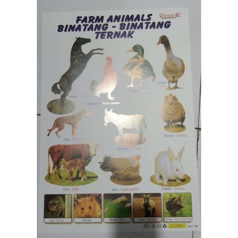 Jual POSTER DINDING BELAJAR ANAK FARM ANIMALS | Shopee Indonesia