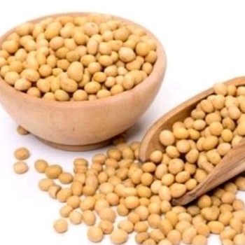 Jual soya bean soy bean kacang kedelai 100g | Shopee Indonesia