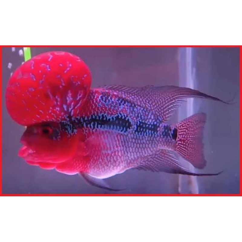 Jual Dekorasi aquarium burayak srd superd dragon 3-8 cm lohan ...