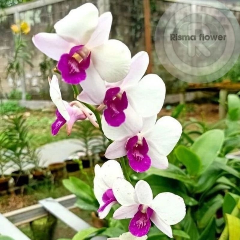 Jual BUNGA ANGGREK DENDROBIUM JUMBO DEWASA PUTIH UNGU / POHON ANGGREK ...