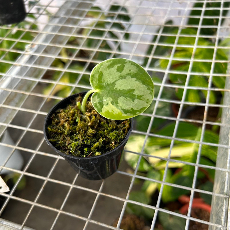 Jual Scindapsus Yupa Variegata | Shopee Indonesia