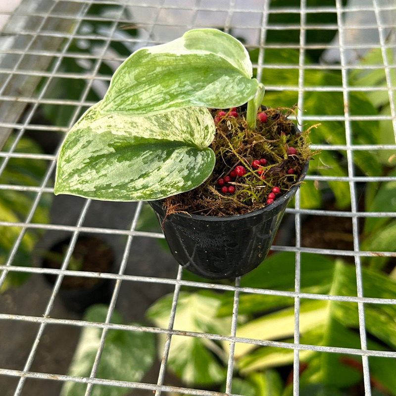 Jual Scindapsus Peasun Variegata | Shopee Indonesia