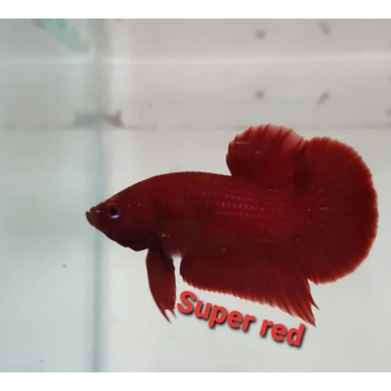 Jual IKAN CUPANG SUPER RED | Shopee Indonesia