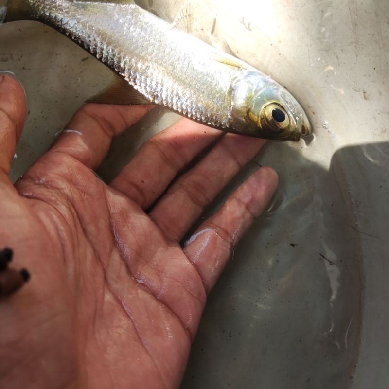 Jual Pacific Tarpon | Ikan Bandeng | Ikan Brackish | Ikan Bulan Bulan ...