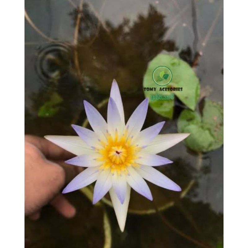 Jual teratai mini soft blue dauben tropical tanaman hias air | Shopee ...