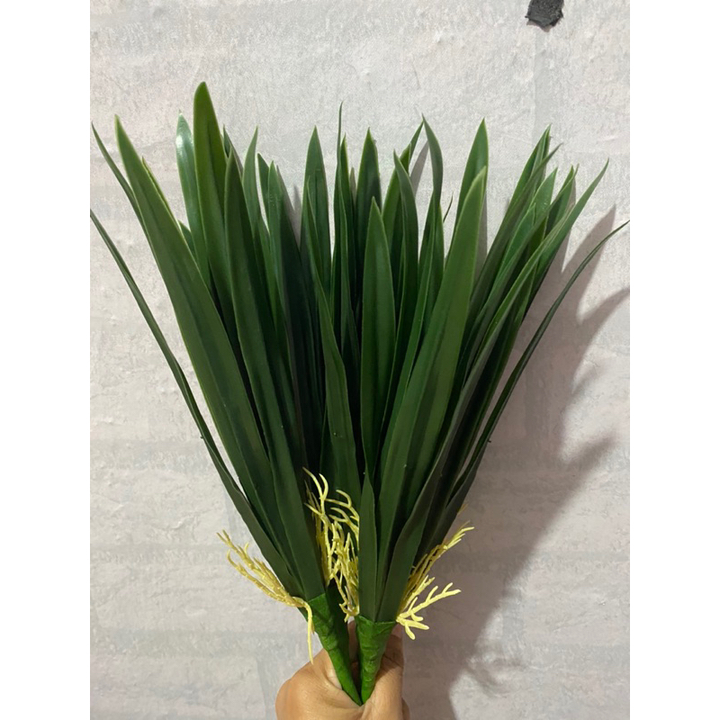 Jual Daun Gladiol Kecil/Daun pandan gruf kecil/1Rumpun | Shopee Indonesia