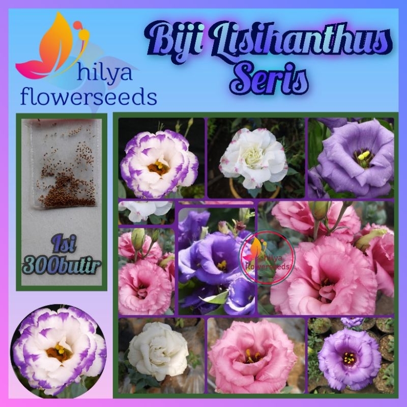 Jual Biji bunga lisianthus (MIX) | Shopee Indonesia