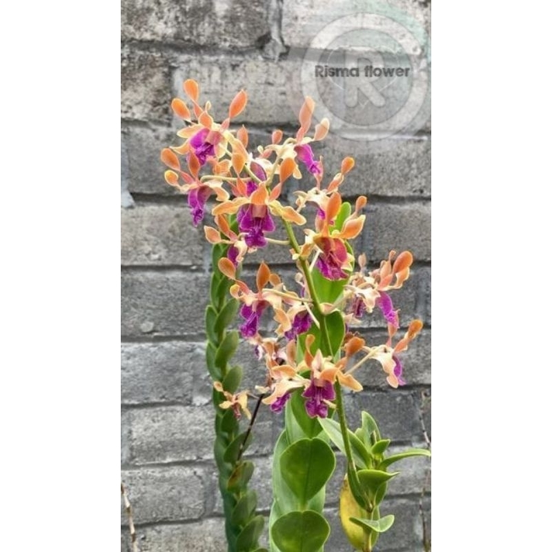 Jual BUNGA ANGGREK DENDROBIUM JUMBO KERITING / TANAMAN HIAS POHON ...