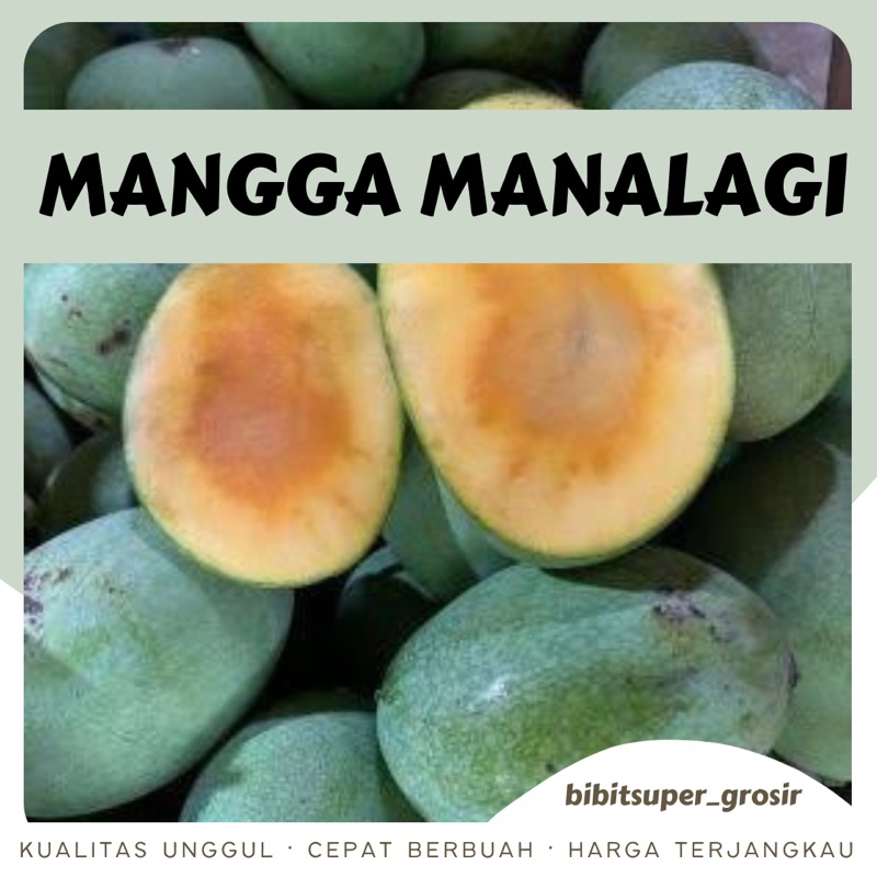 Jual BATANG JUMBO Bibit tanaman mangga manalagi atau lalijiwo | Shopee Indonesia