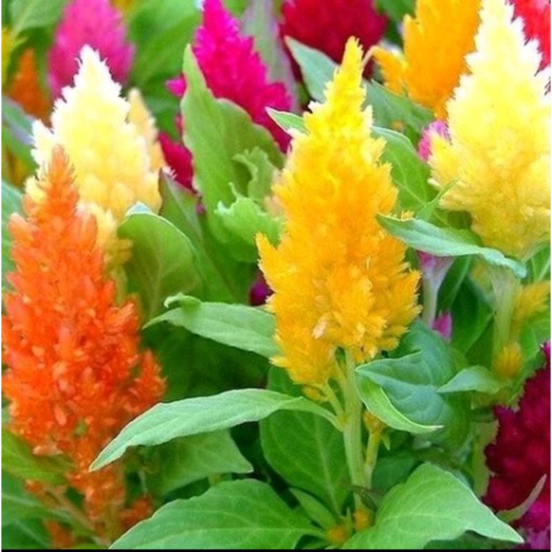 Jual Bibit Benih Bunga Celosia Mix Warna Merah Kuning Oren | Shopee ...