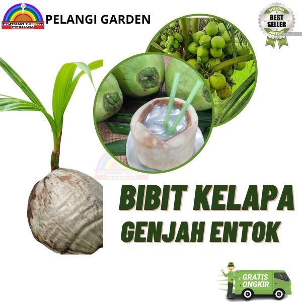 Jual Bibit Kelapa Genjah Entok Super, Pohon Kelapa Genjah Entok Asli ...