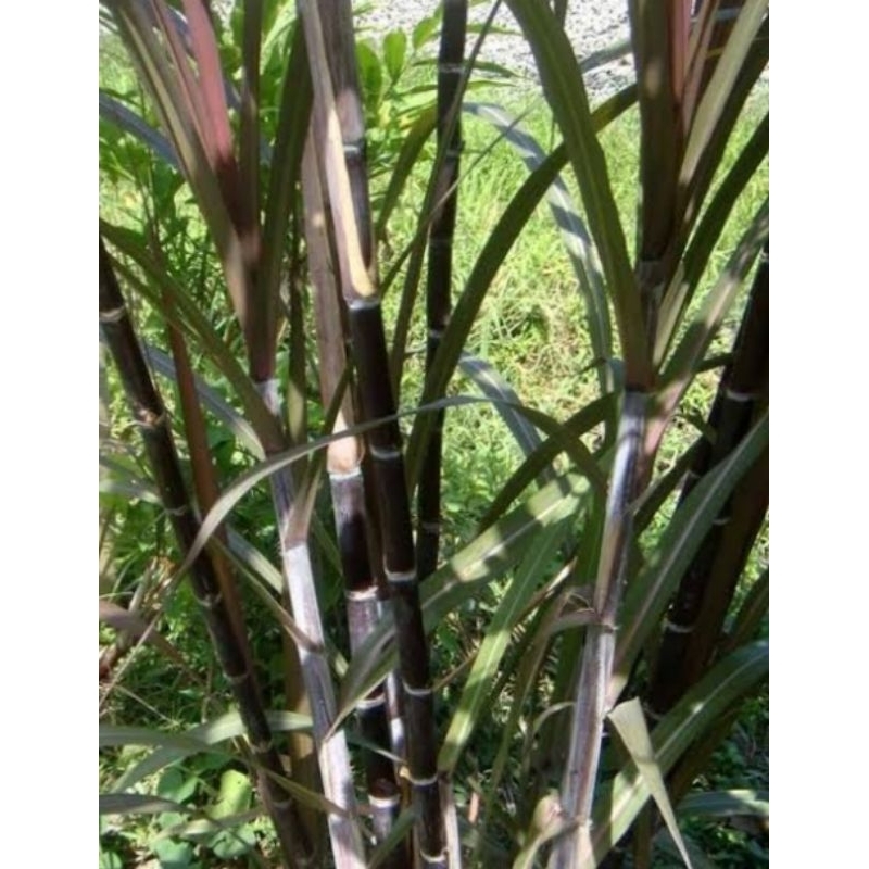 Jual BIBIT TEBU IRENG - TEBU WULUNG - ISI 1KG | Shopee Indonesia