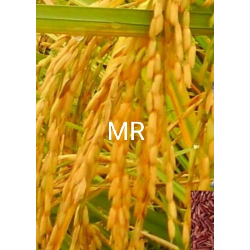Jual Jual benih padi beras merah khusus bibit pilihan 1 kg | Shopee ...