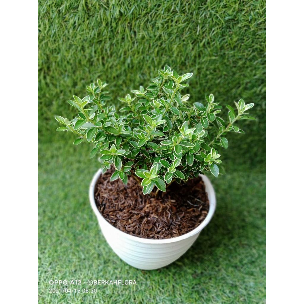 Jual Mirten bahan bonsai - Tanaman Hias Daun bonsai Mirten / daun ...