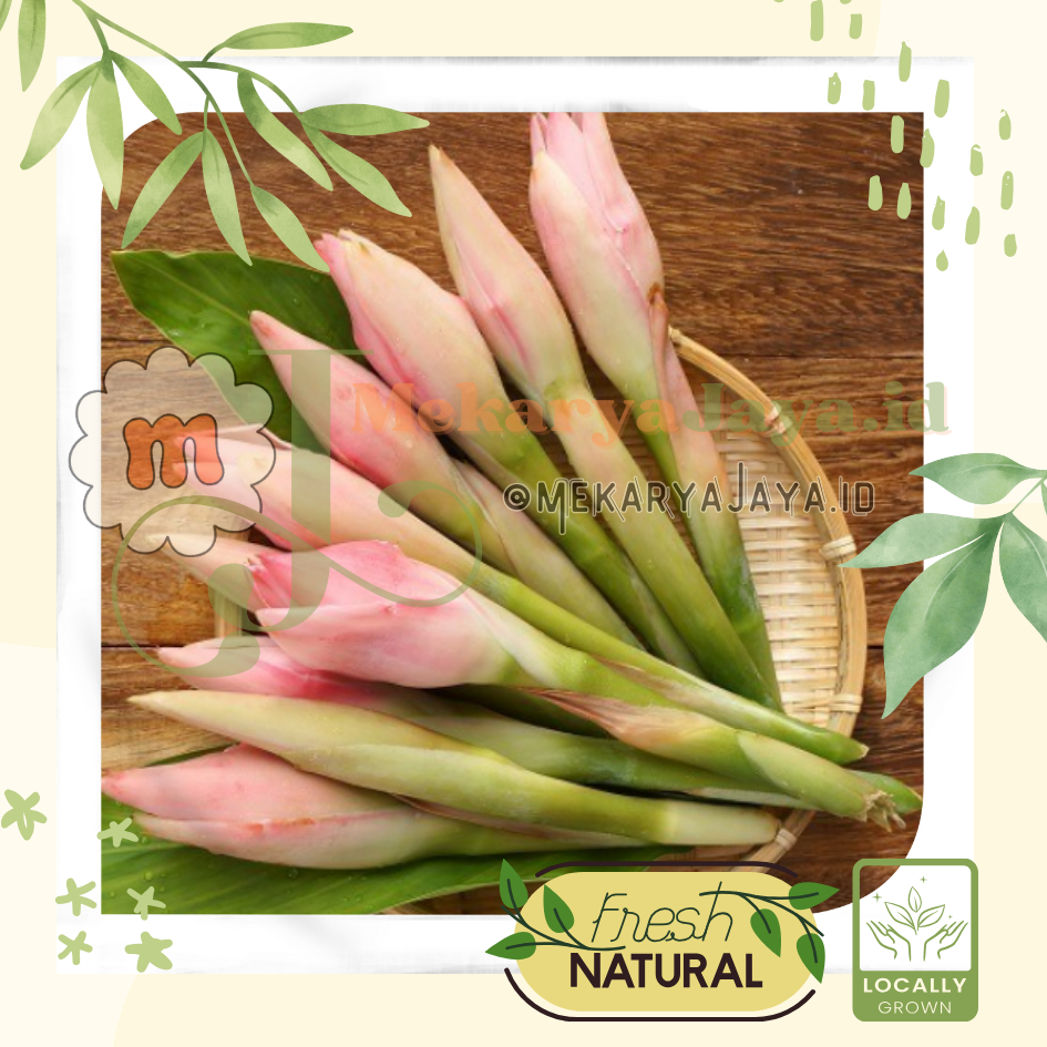 Jual [MJ-Fresh]- Bunga Kecombrang / Sayur Kembang Kecombrang / Kantan ...