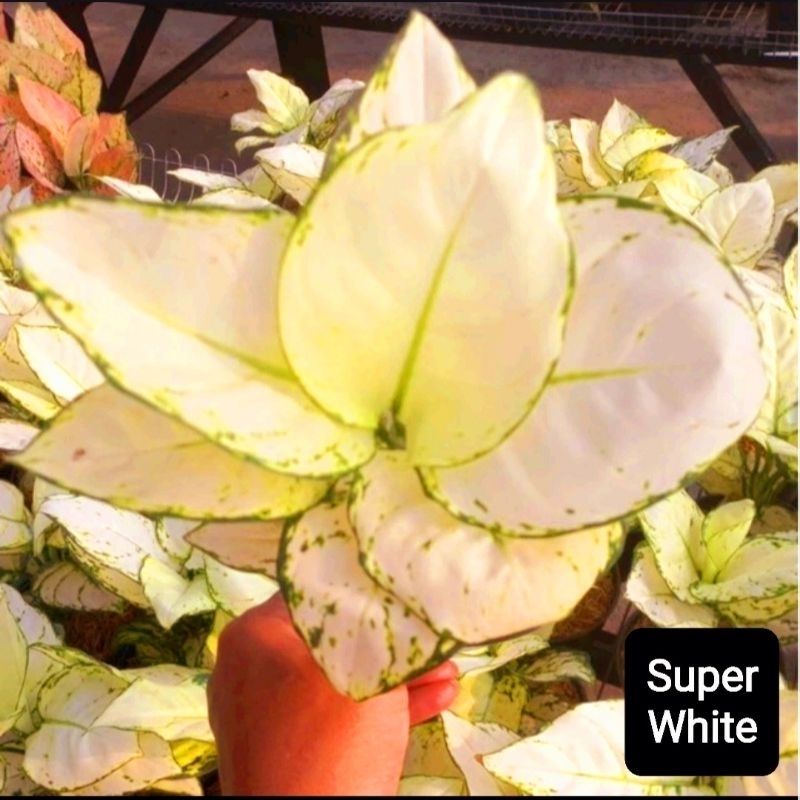 Jual Aglonema super white super putih merona (Tanaman hias aglaonema ...