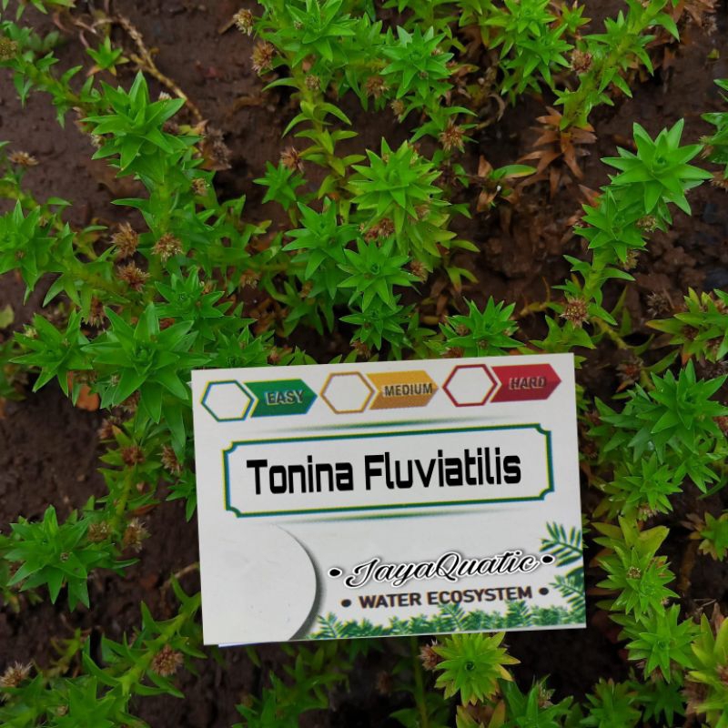 Jual Tonina Fluviatilis "Emersed" - Tanaman Stemplant Aquascape ...