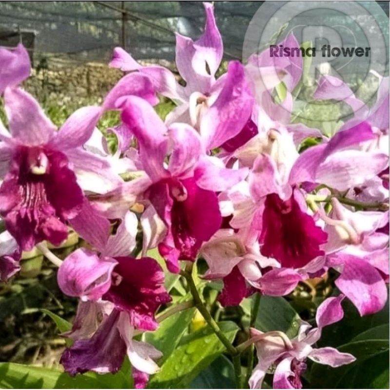 Jual BUNGA ANGGREK DENDROBIUM JUMBO KERITING UNGU DEWASA / TANAMAN ...