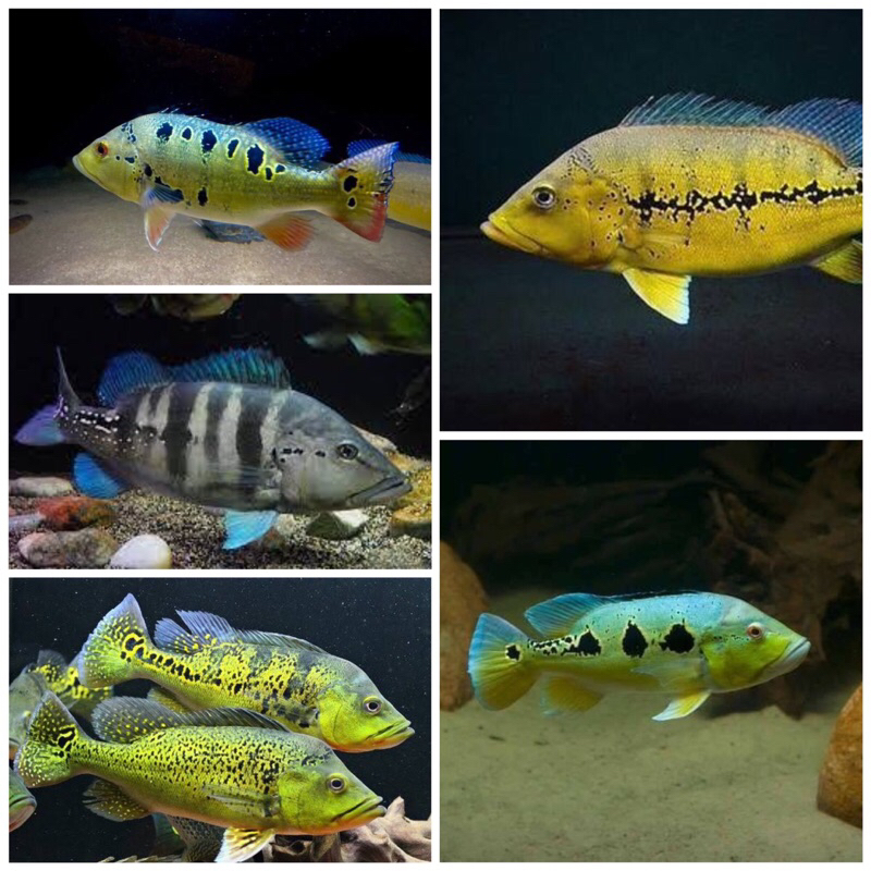 Jual hiasan akuarium size baby peacock bass / pbass / tank mate ...