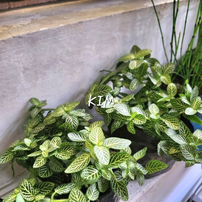 Jual white brocade | Fitonia Fittonia Tanaman PaludariumTerarium dan ...