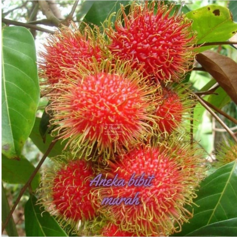 Jual BIBIT RAMBUTAN BINJAI/ACEH | Shopee Indonesia