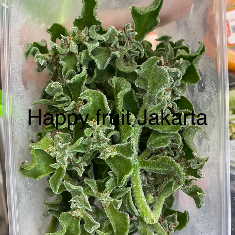 Jual Crystalineice plant | selada salju | lily harvest sayur ice plant ...
