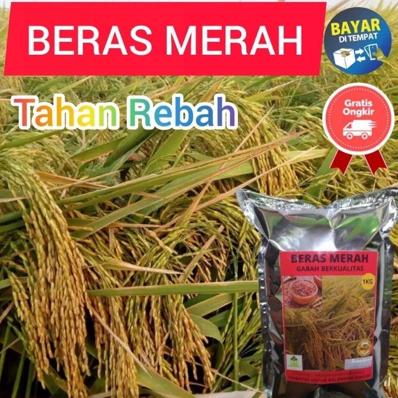 Jual Padi beras merah asli kemasan 1kg | Shopee Indonesia